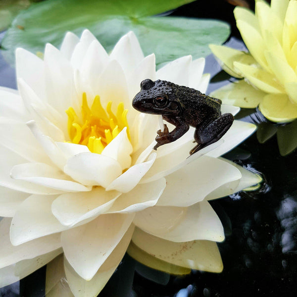 Welcome to the new Lily Farm Website - The Lily Farm