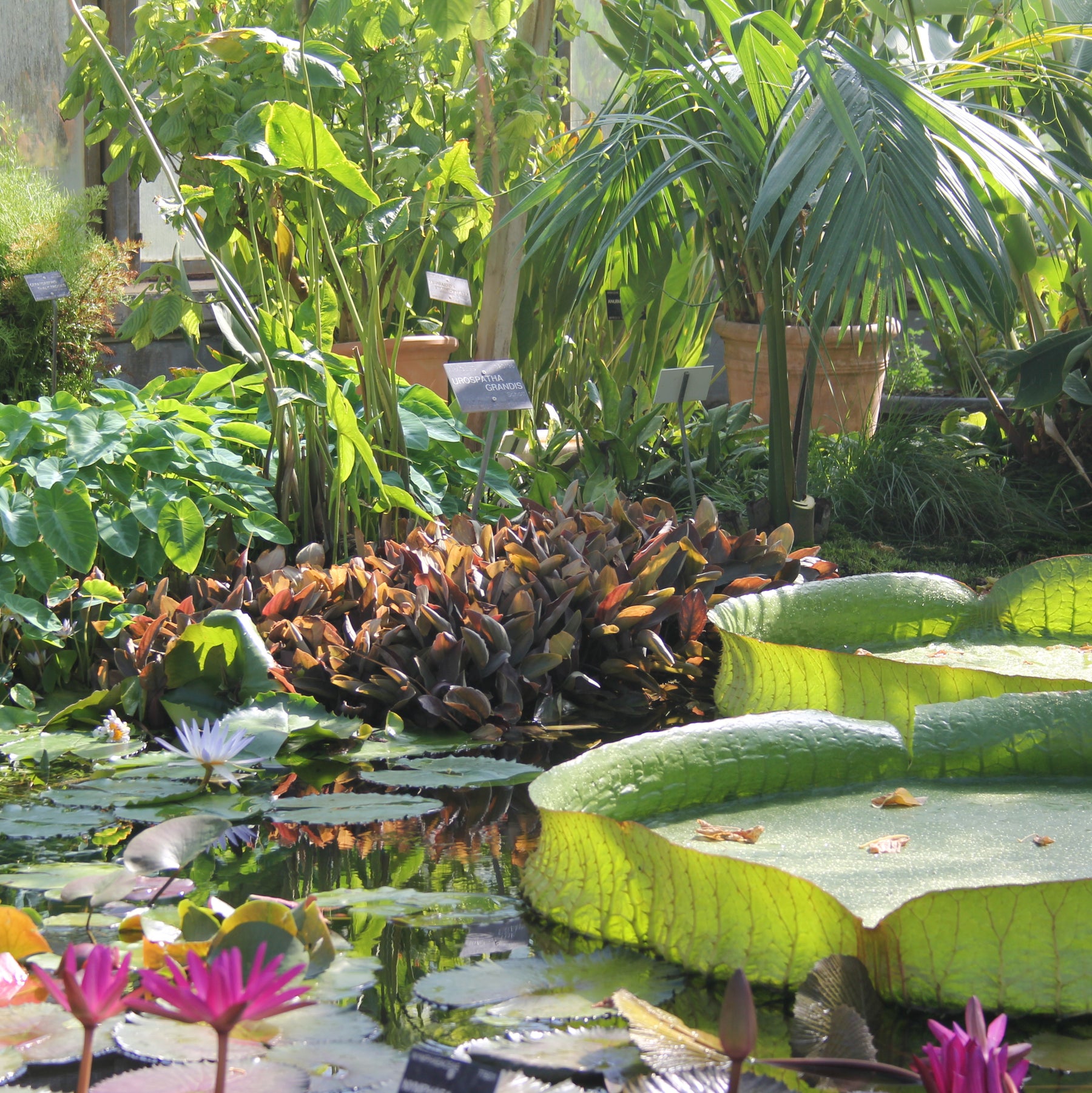 Fact Sheets - The Lily Farm