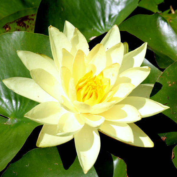 Water Lily Baskets, Water Lily Fertilizer - Perth, Sydney, Melbourne ...