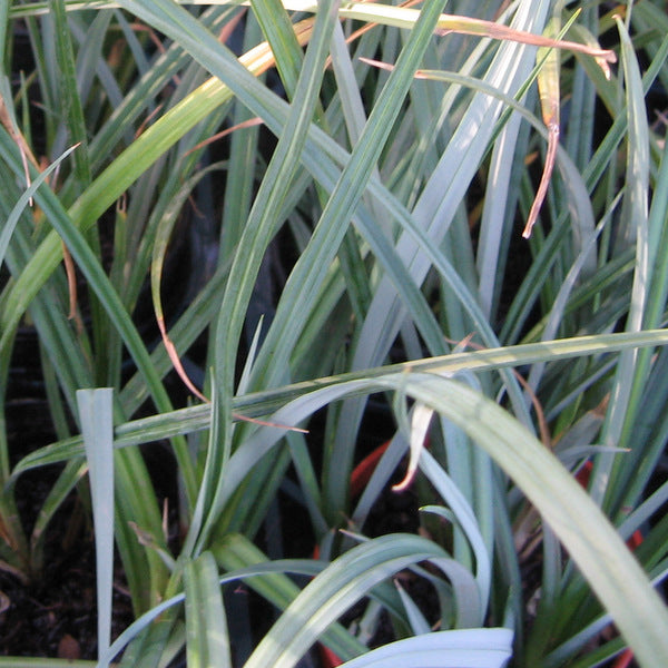 Blue Rush - Pond Plant - The Lily Farm