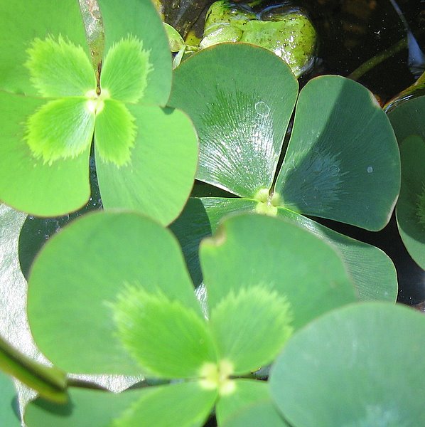 Nardoo - The Lily Farm